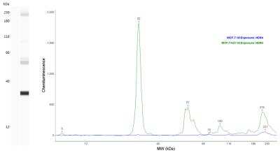 HSP27 [p Ser78] Antibody (2079A) - Azide and BSA Free (MAB9355): Novus ...